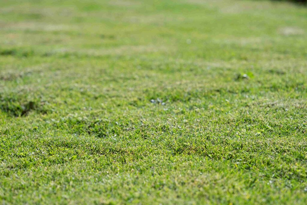 Can You Over Aerate Your Lawn? (Explained)