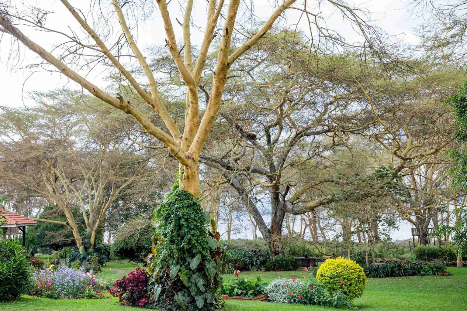 Will 2,4-D Kill Trees? (Solved)