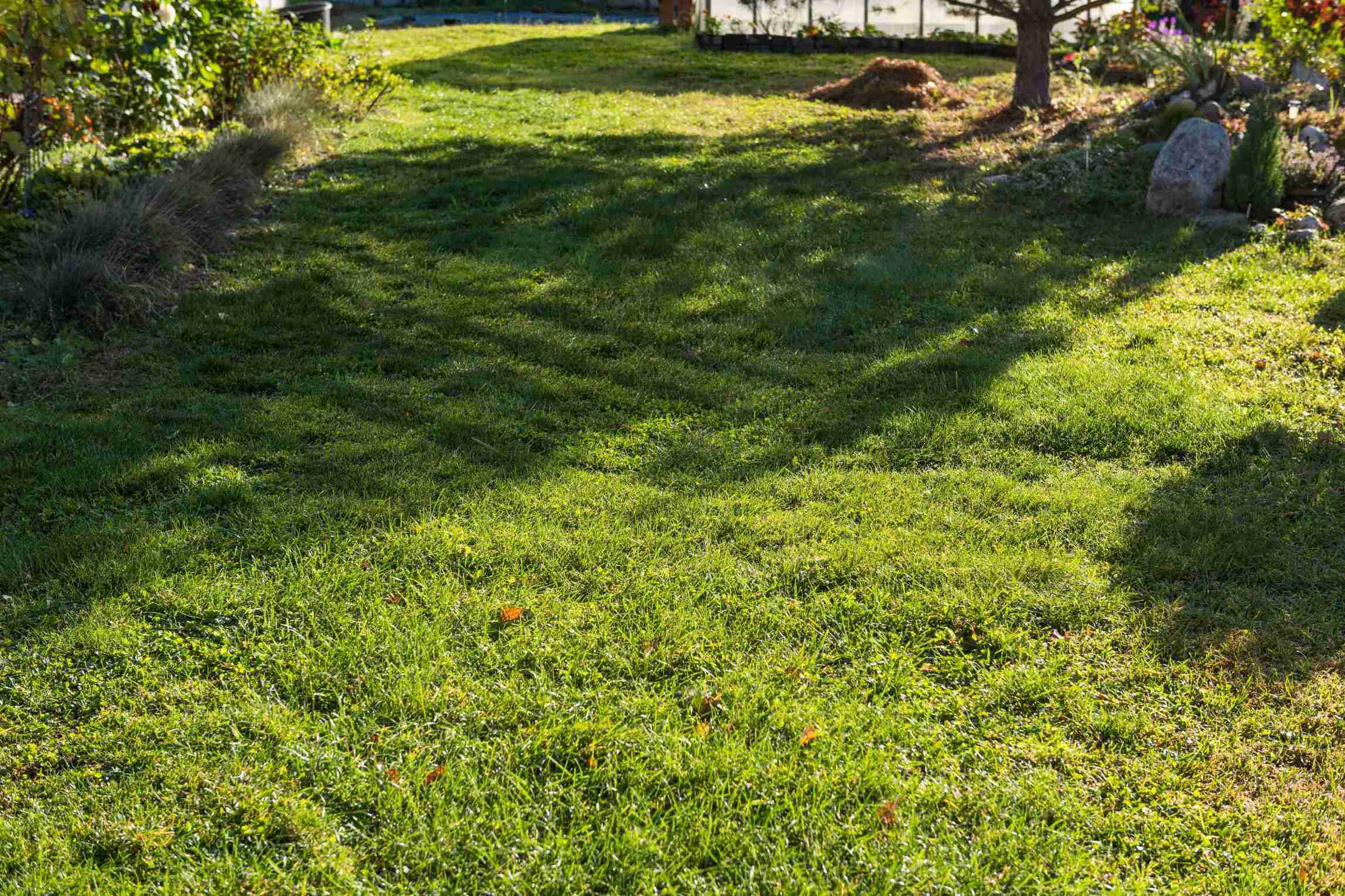 Dark Green Patches In Lawn? (Here's Why)