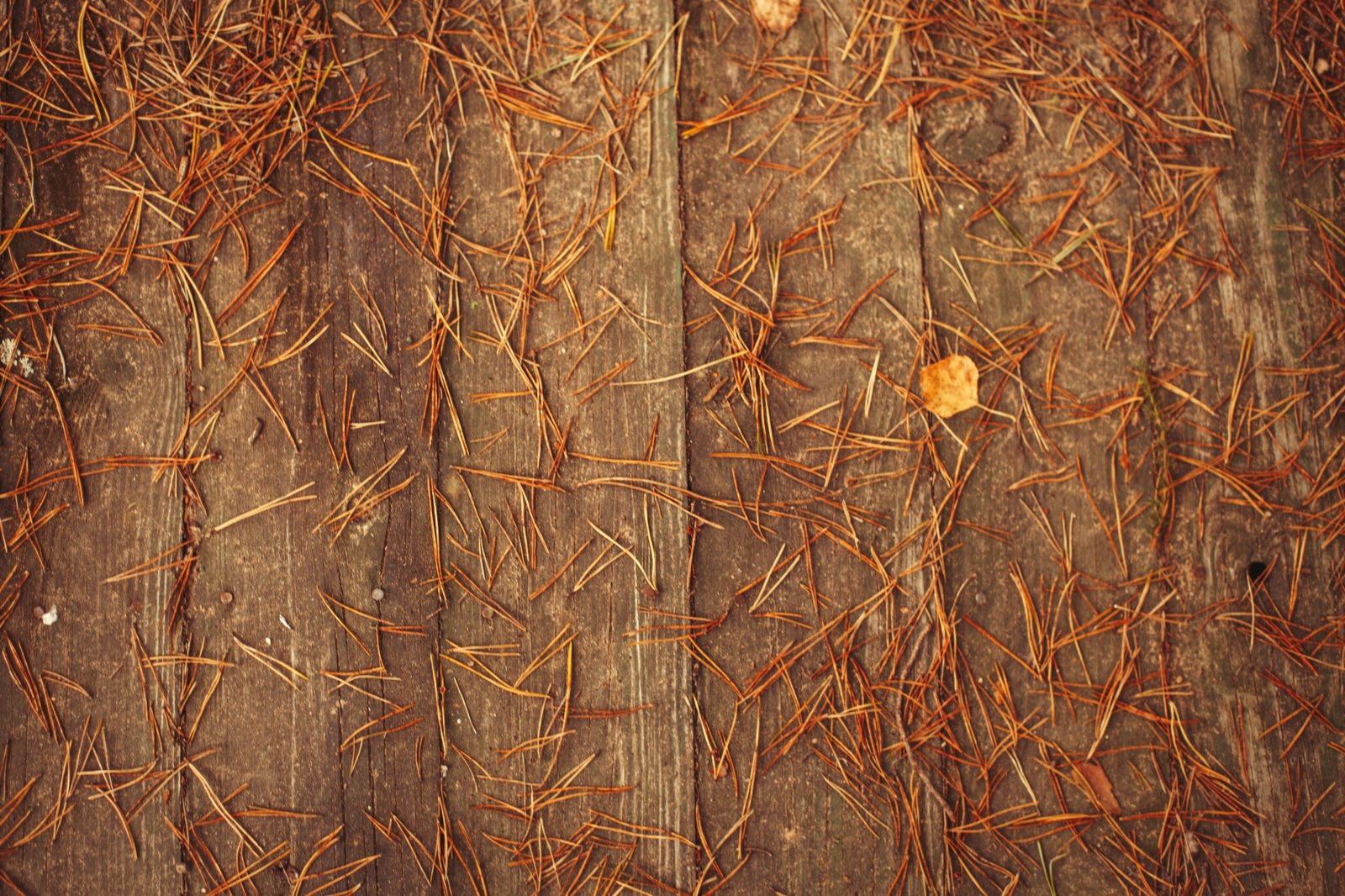 Do Pine Needles Kill Grass? (Explained)