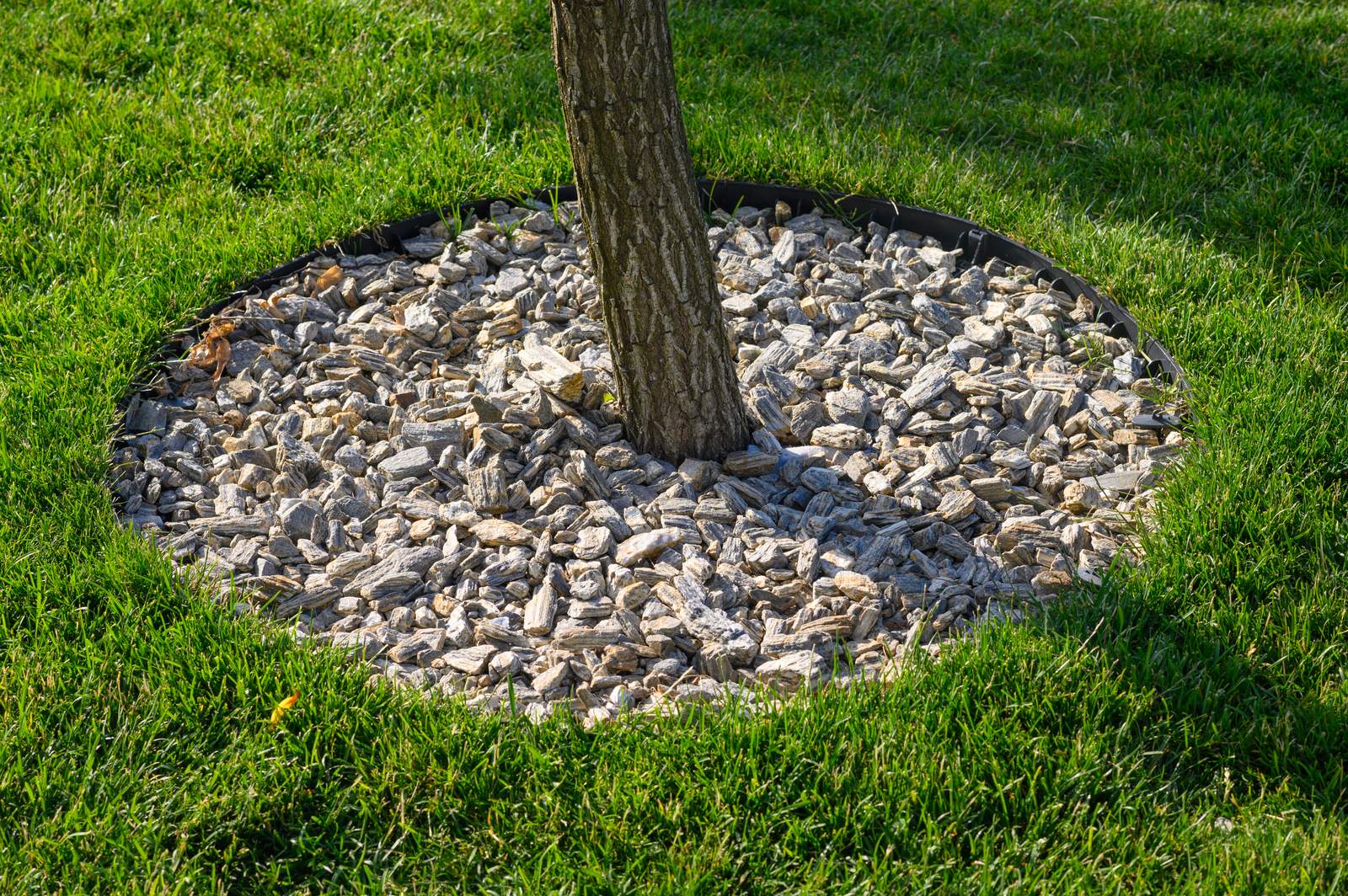 Can I Put River Rocks Around Trees? (Explained)